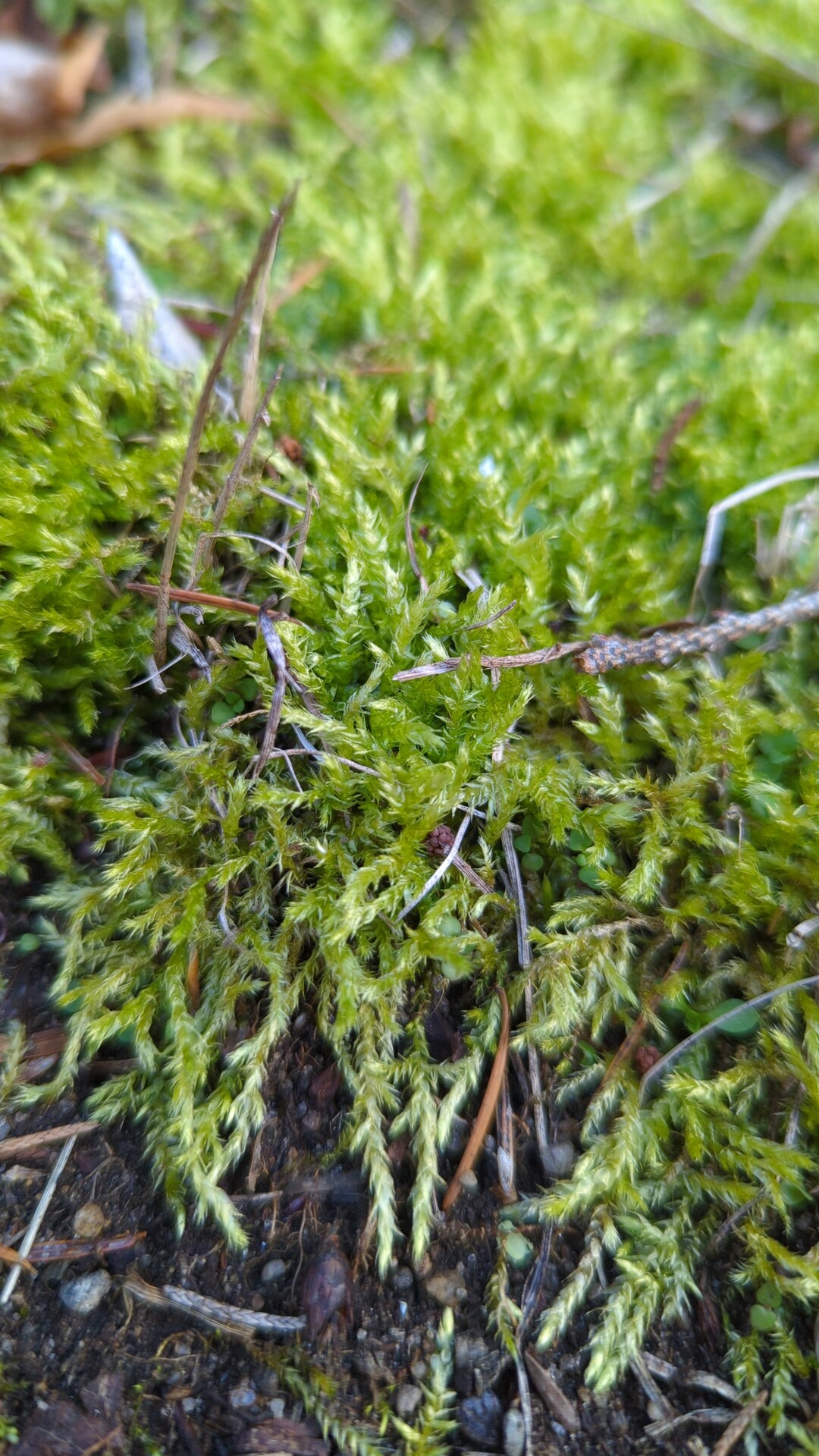 erica (@erica@better.boston) - Better Boston